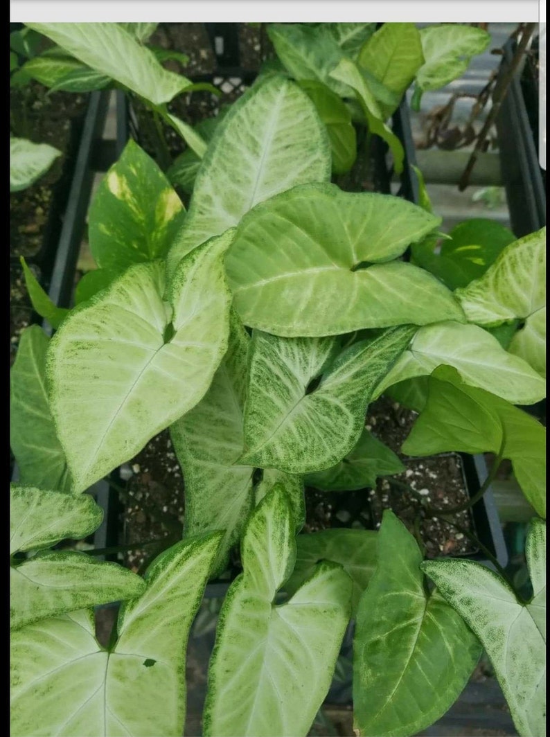 Arrowhead Plant 'white Butterfly' 1 Bare Root Rooted - Etsy