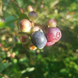 50+ High Bush Blueberry Seeds - Etsy