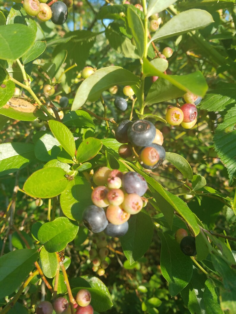 50+ High Bush Blueberry Seeds - Etsy