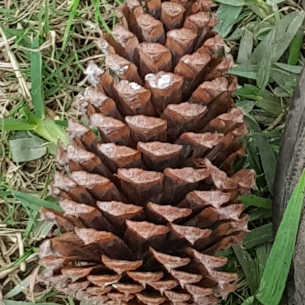Large Pine Cones - Etsy