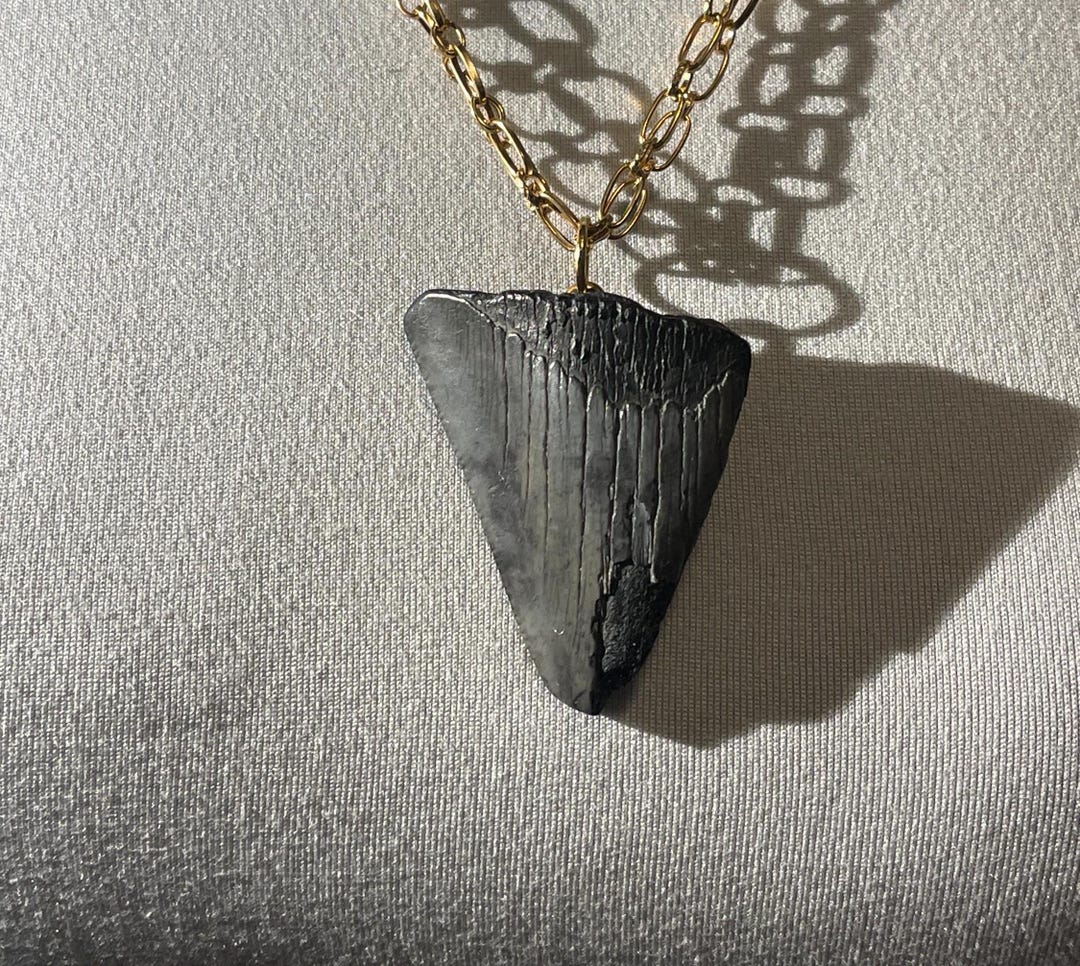 Very Old Meg Tooth Set on a 28" Double Gold Chain. Found Near Shark ...