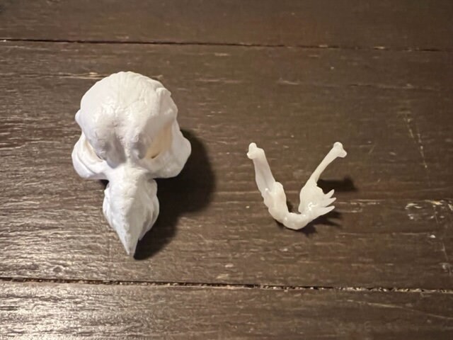 NEW Inspired by the Cursed Earth Predator Trophy Room, Here is beak ...