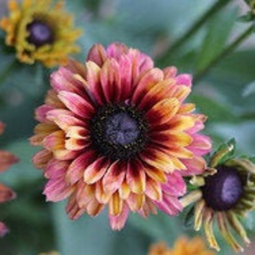 Rudbeckia Sahara Flower Seeds / Hirta / Perennial 30 - Etsy