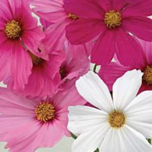 Dwarf Cosmos Mix Seeds - Etsy