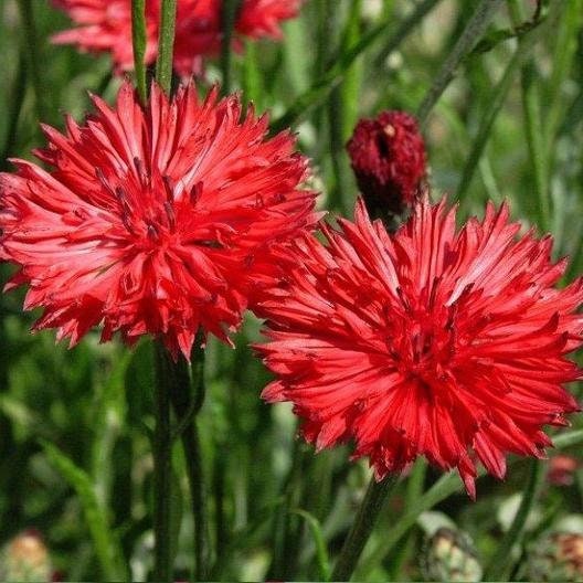 Cornflower Stars & Stripes Collection 600/900 Seeds - Etsy