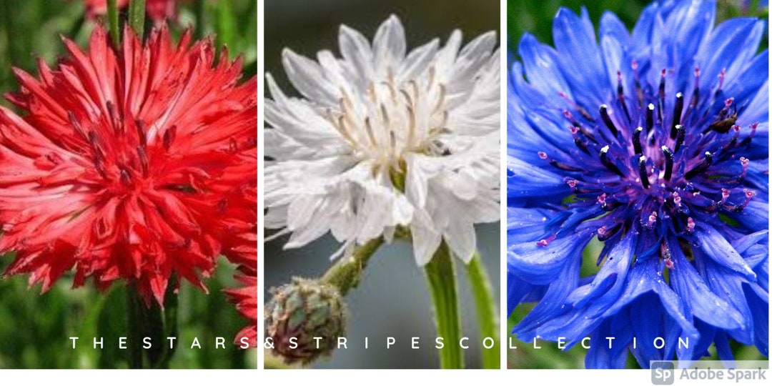 Cornflower Stars & Stripes Collection 600/900 Seeds - Etsy