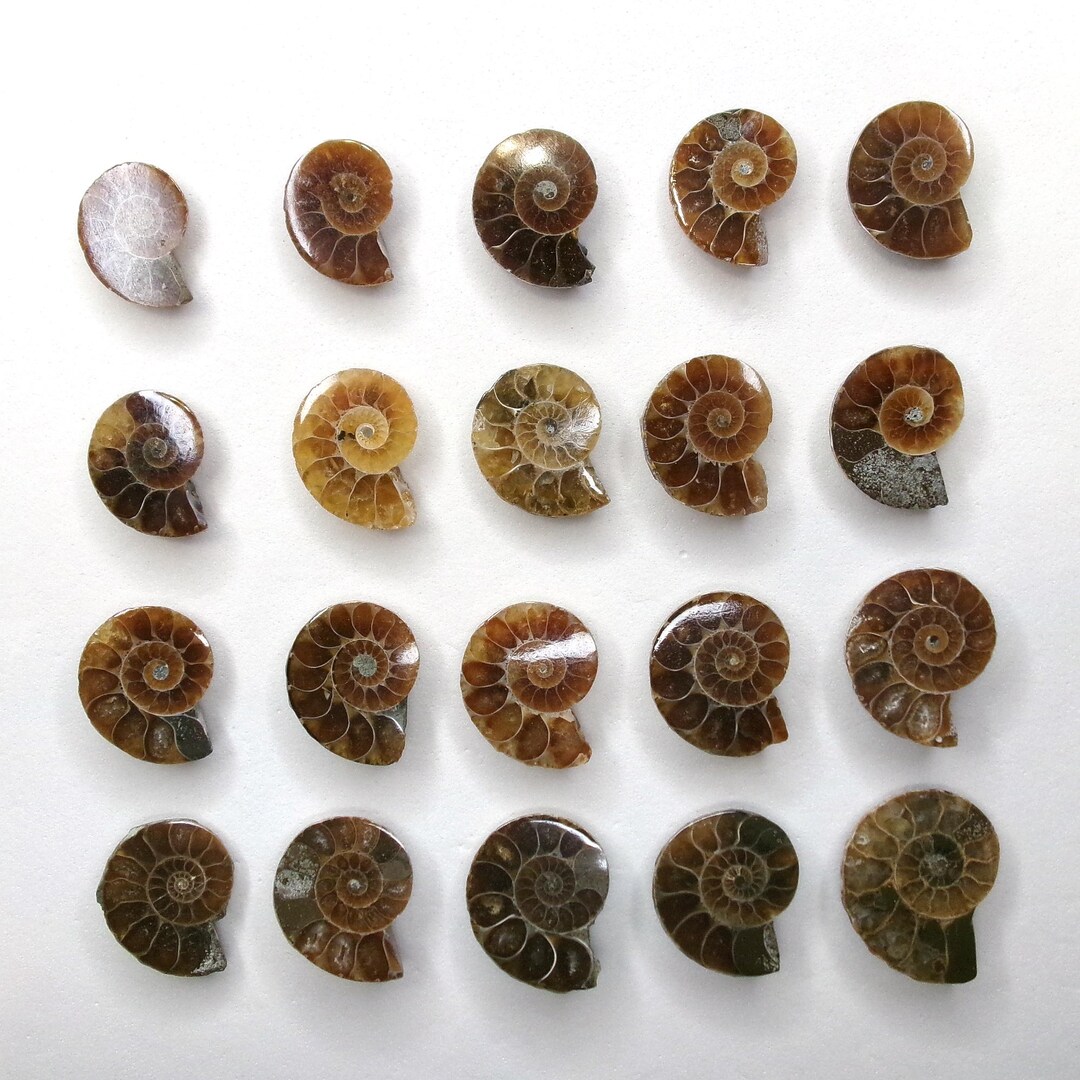Ammonite Fossils, 20 Pieces of Small Ammonites, Assorted Real Natural ...