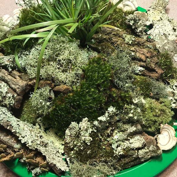 Preserved Lichen - Etsy