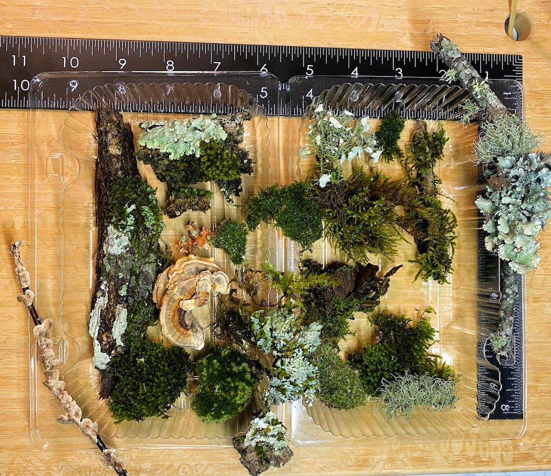 Small LIVE Terrarium Moss Lichen Fungi Starter Kit - Etsy