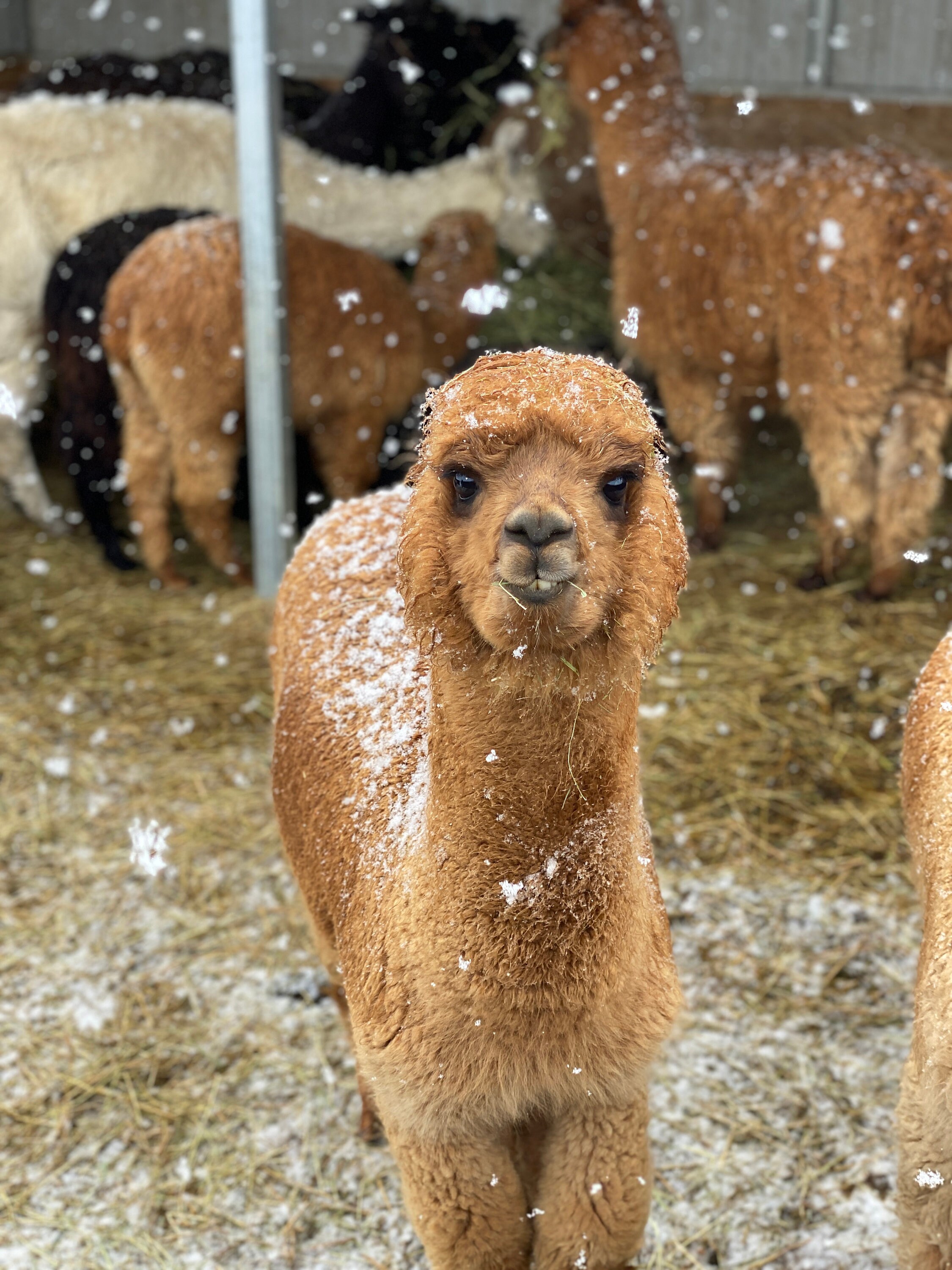 Alpaca Wool Skein 100% Alpaca Fiber Knitting wool Alpaca - Etsy.de