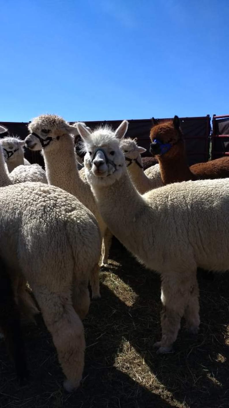 Alpaca Wool Skein 100% Alpaca Fiber Knitting wool Alpaca - Etsy.de