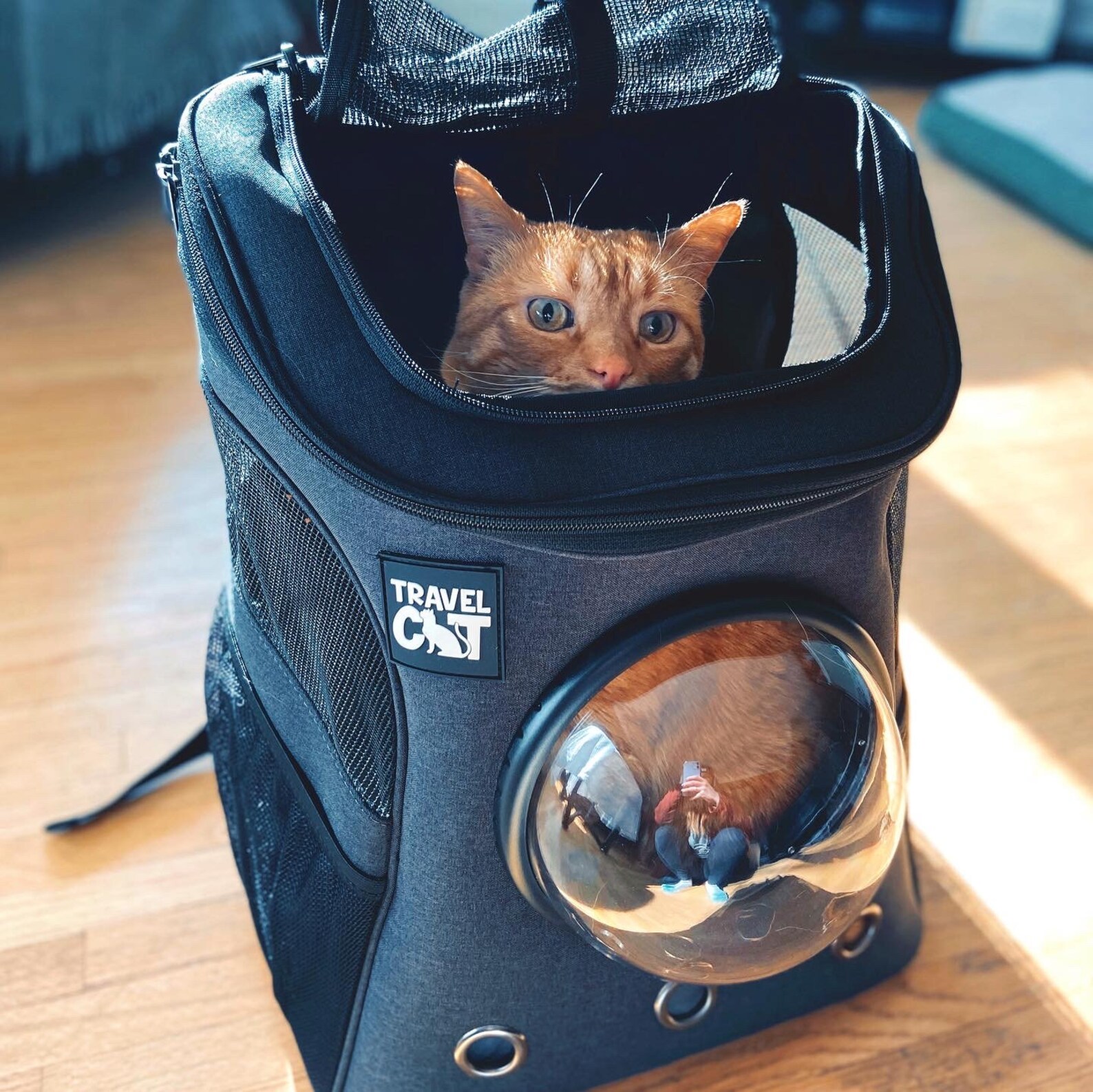 The Fat Cat Cat Backpack for Larger Cats - Etsy