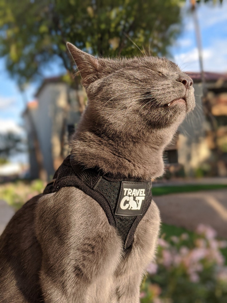 The True Adventurer Reflective Cat & Kitten Harness and | Etsy