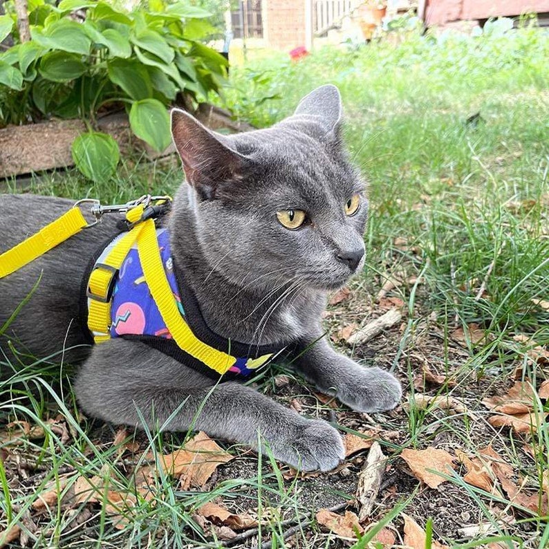The '90s Cat Limited-edition Harness & Leash Set - Etsy