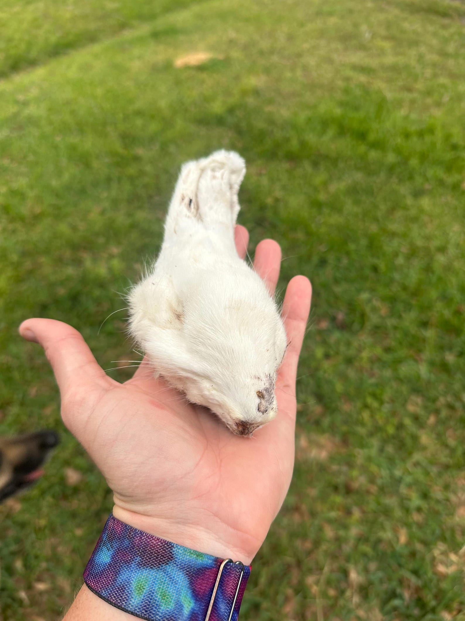 Dehydrated Rabbit Head Chew for Dogs - Etsy