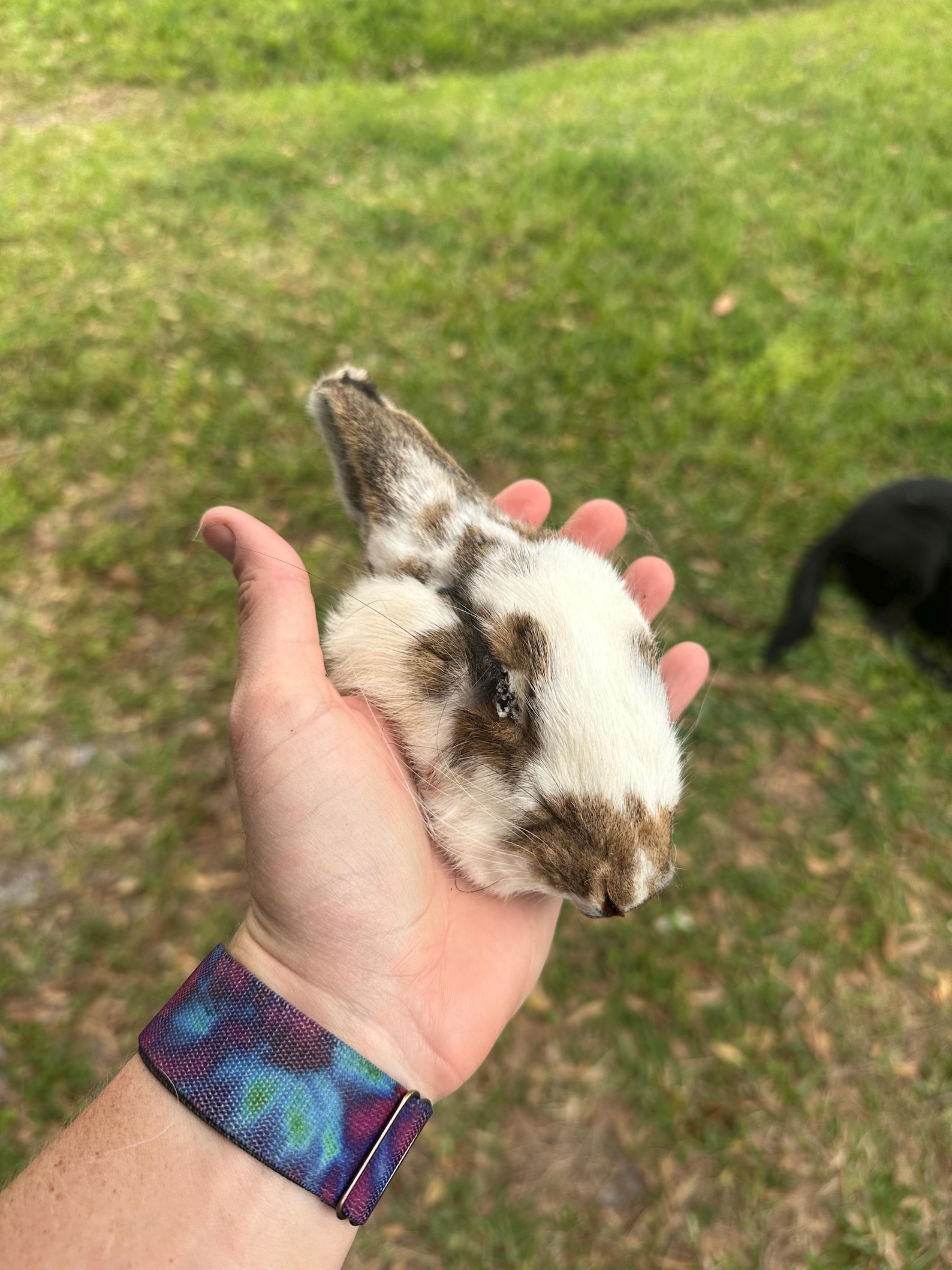 Dehydrated Rabbit Head Chew for Dogs - Etsy