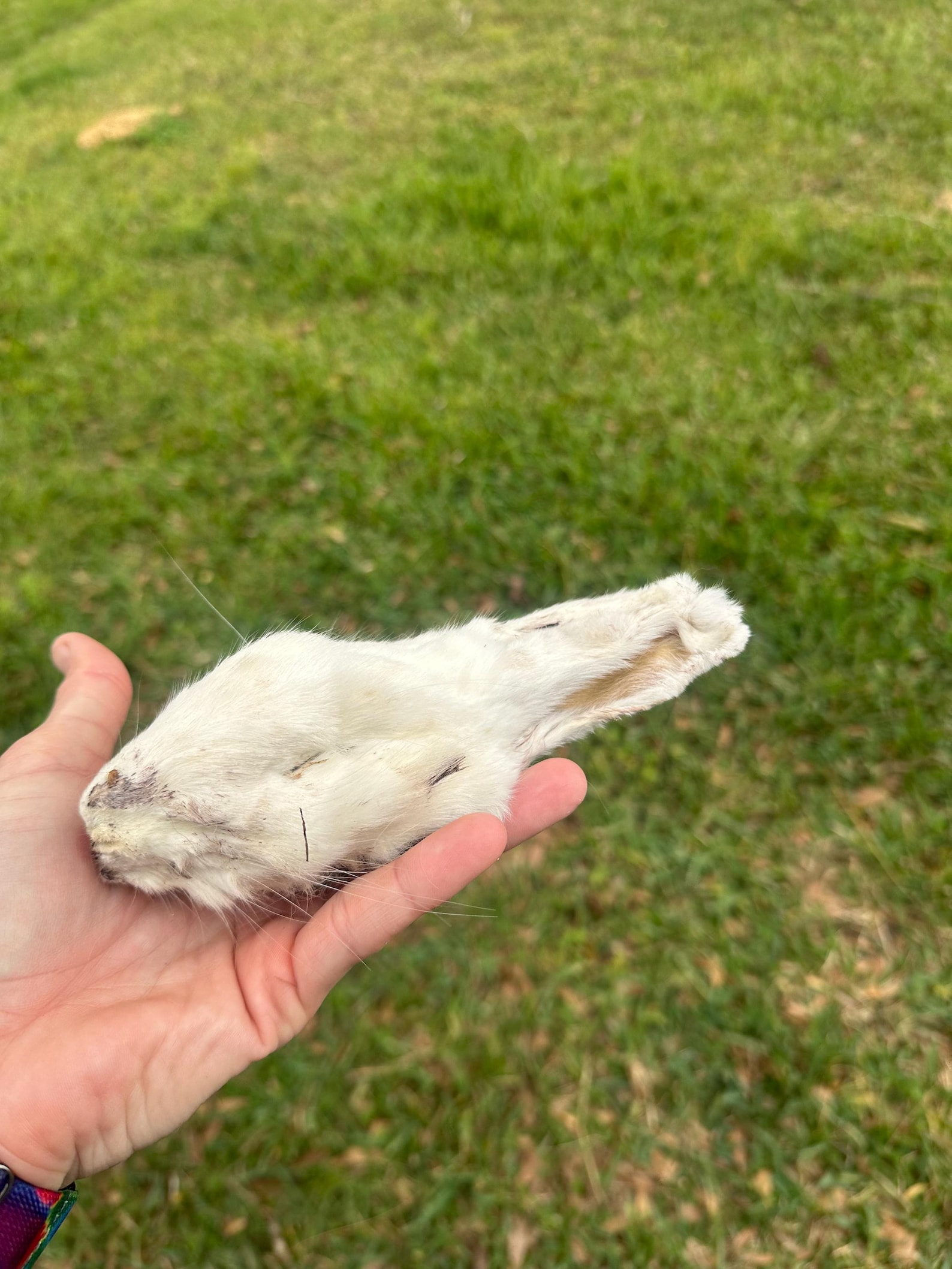 Dehydrated Rabbit Head Chew for Dogs - Etsy