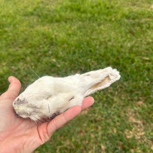 Dehydrated Rabbit Head Chew for Dogs - Etsy