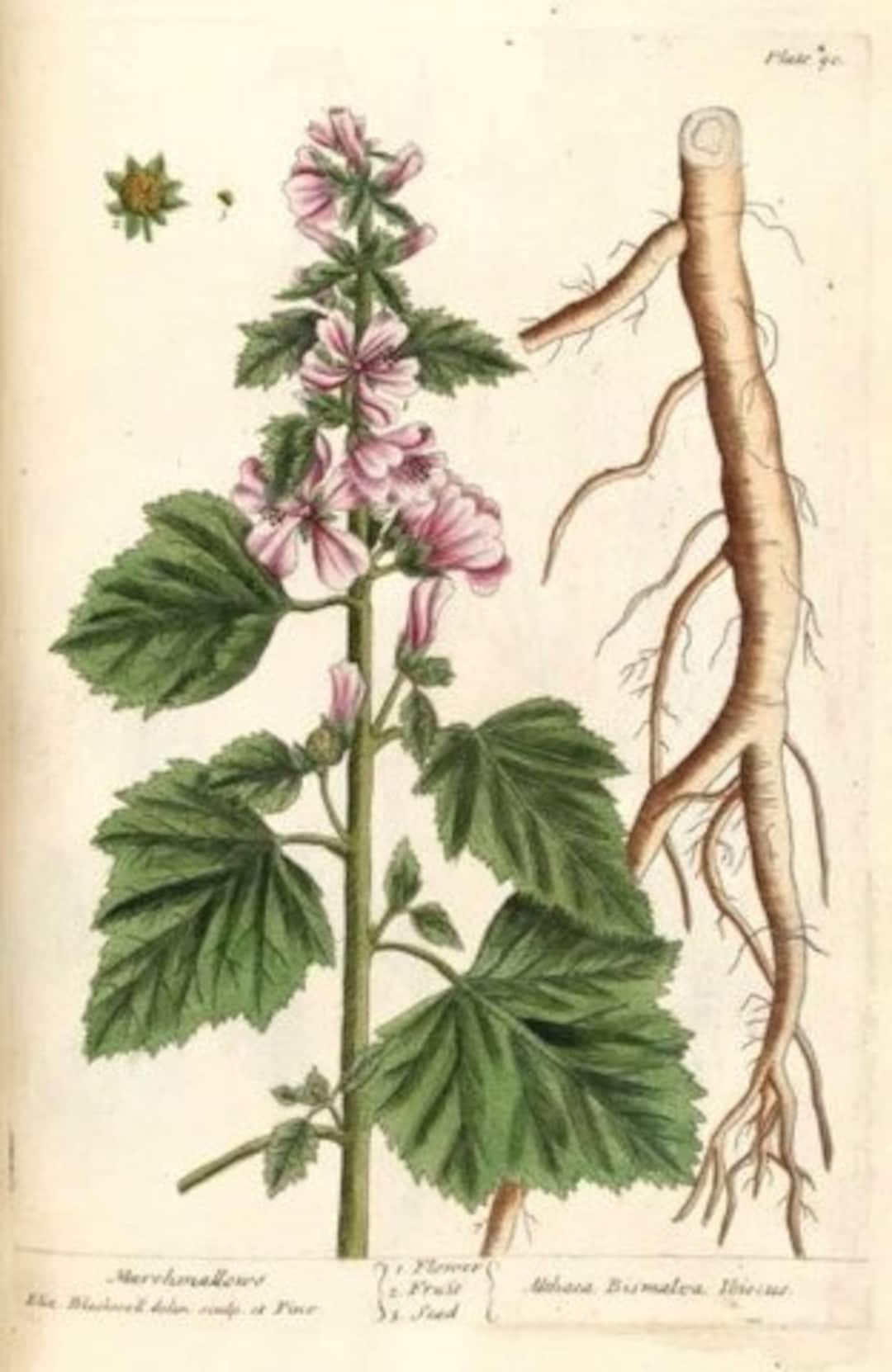 Marshmallow Root Syrup - Etsy UK