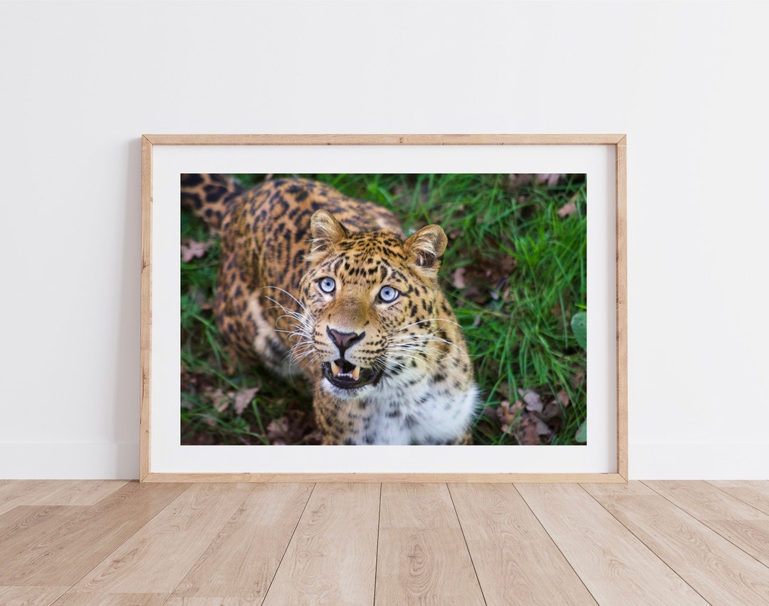 Photographie - Portrait d'une panthère aux yeux bleus - Etsy France