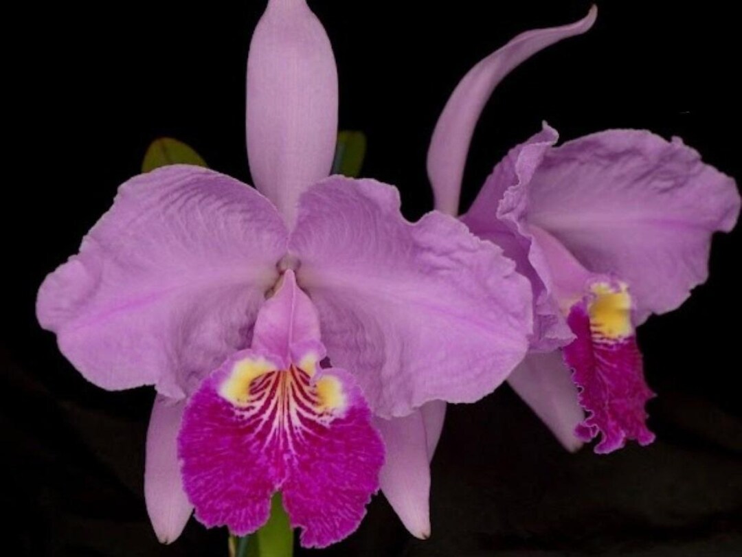 Cattleya Lueddemanniana 'escura' - Classic Orchid Species Clone - Large ...
