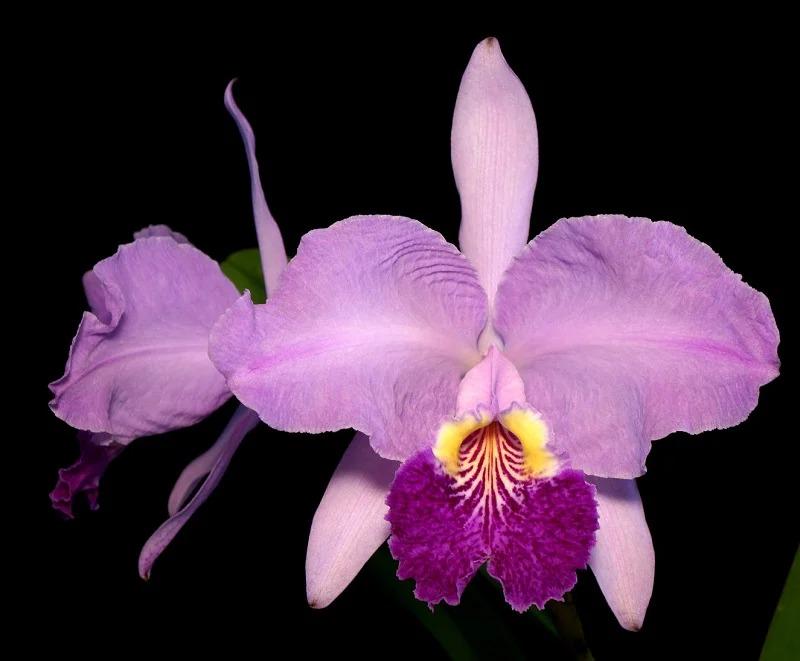 Cattleya Lueddemanniana 'escura' - Classic Orchid Species Clone - Large ...