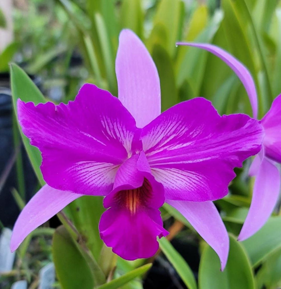 Cattleya Hybrid Lc. Redland (C. Violacea Semi-alba Flammea X L. Anceps ...