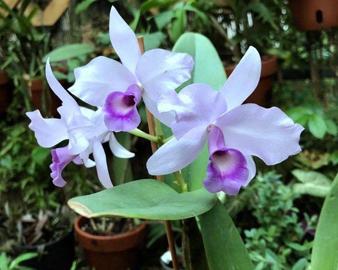 Guarianthe (gur.) Deckeri Var. Coerulea - Cattleya Orchid - Blue Flower ...