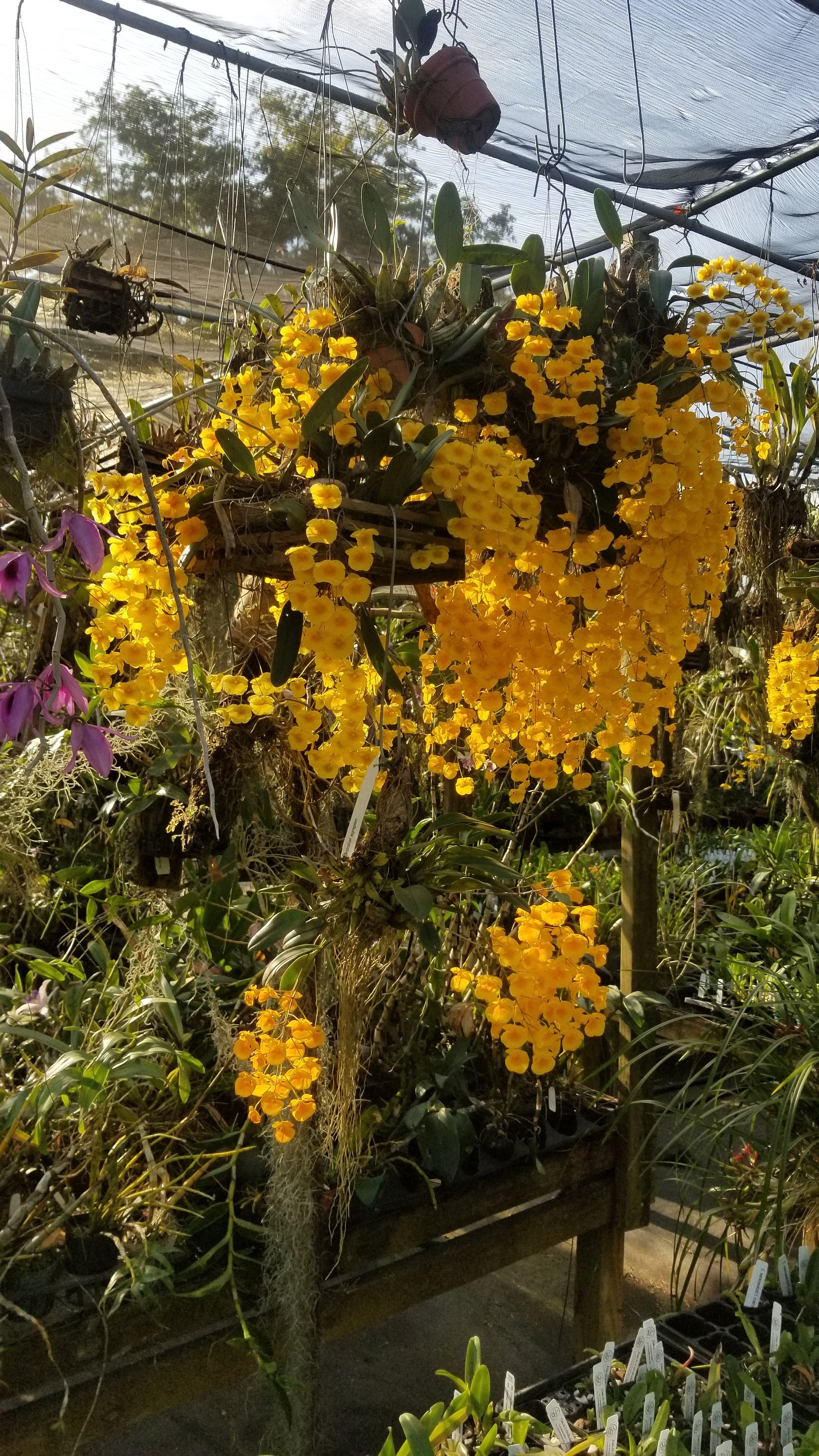 Dendrobium Lindleyi (syn. Den. Aggregatum) Popular Spring Blooming ...
