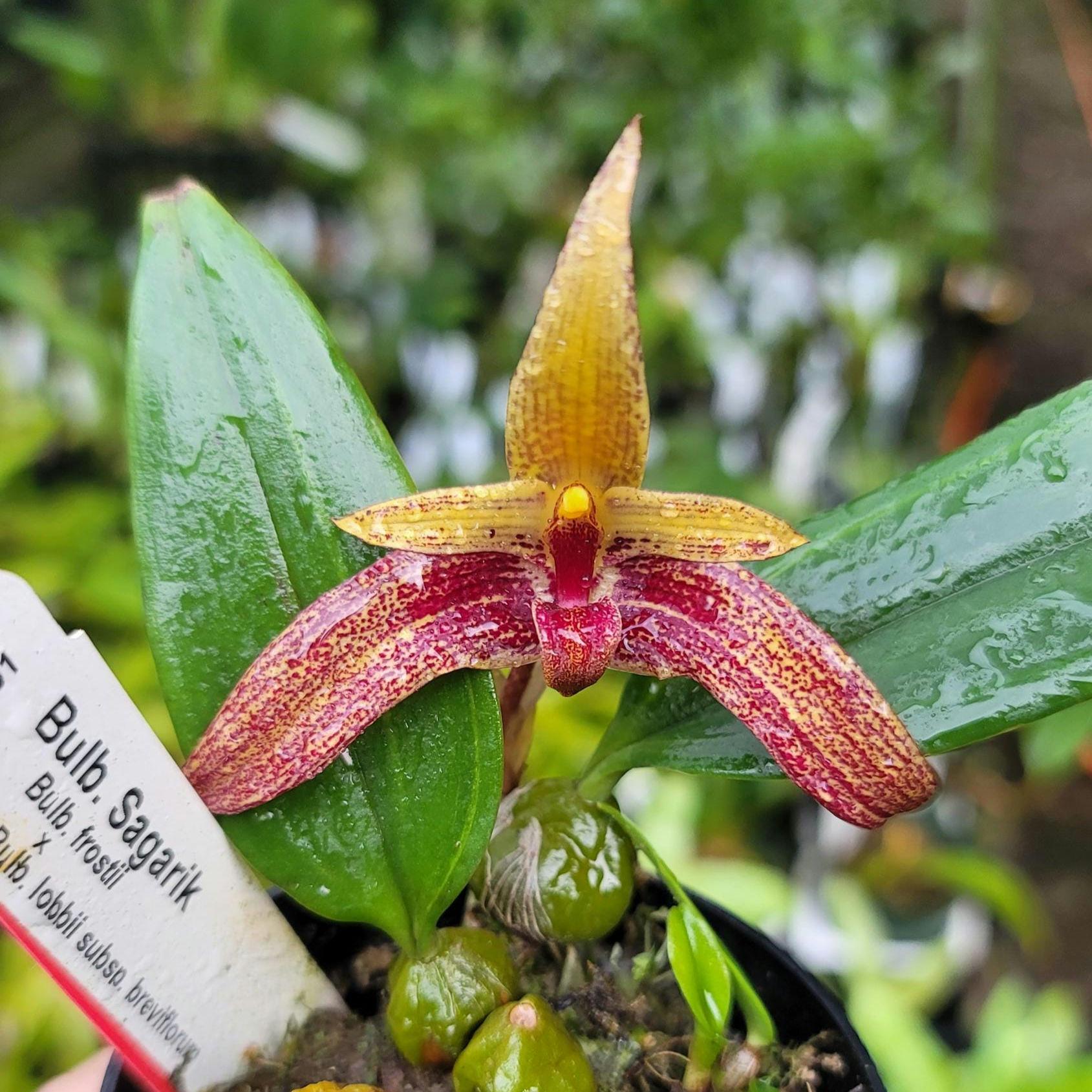 Bulbophyllum Sagarik (bulb. Lobbii X Bulb. Frostii); Vibrant Orchid ...