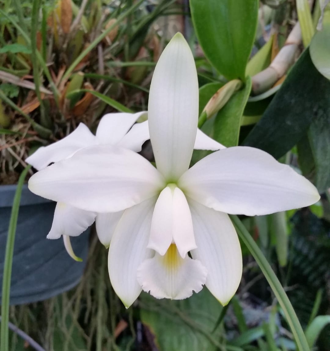 Rare White Cattleya Violacea Alba Orchid Species Seedling - Fragrant ...