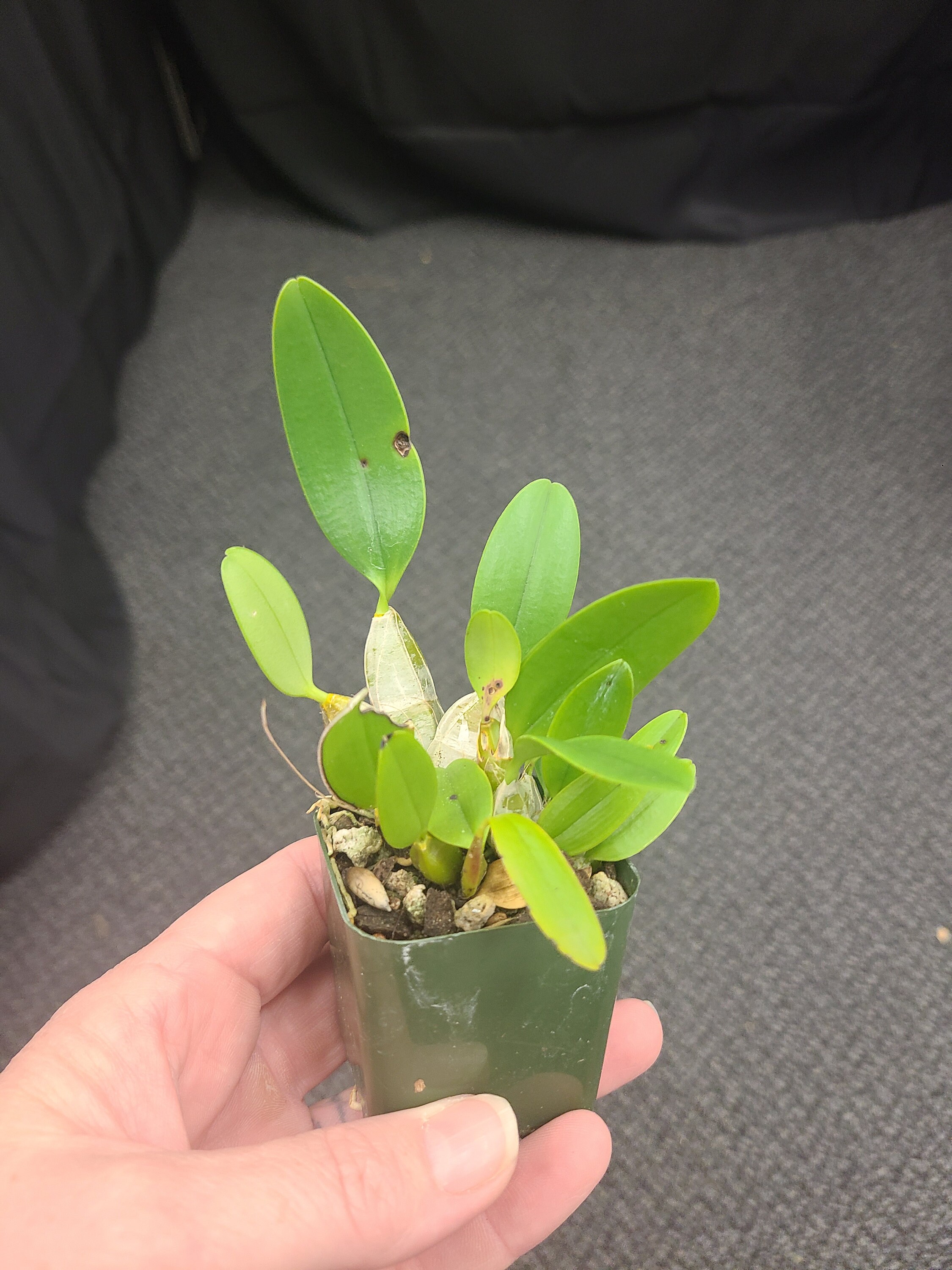 Dendrobium Lindleyi (syn. Den. Aggregatum) Popular Spring Blooming ...