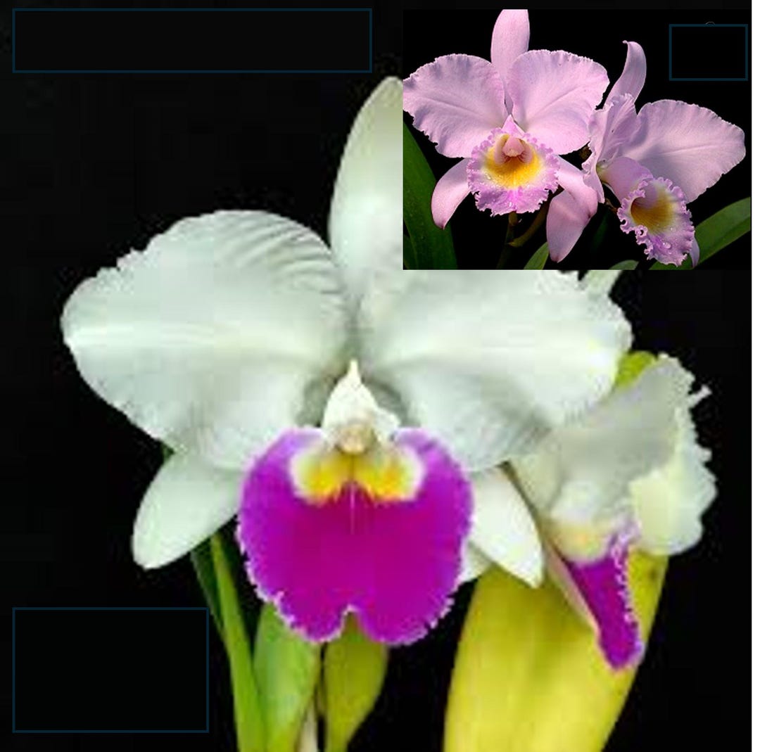 Cattleya Trianae - Classic Orchid Species - Concolor to Semi-alba Color ...