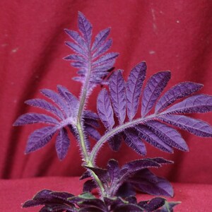 Solanum Ulearum US Grown Rare Terrarium Plant NOT TC - Etsy