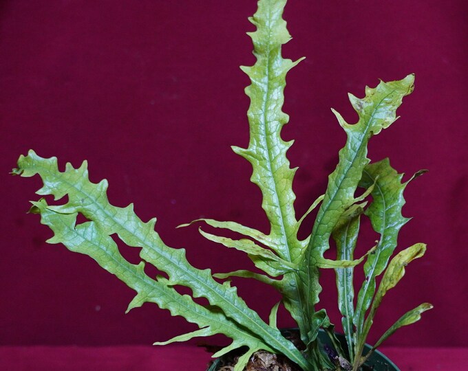 Microsorum Crested Crocodile Species Rare Fernnot TC - Etsy