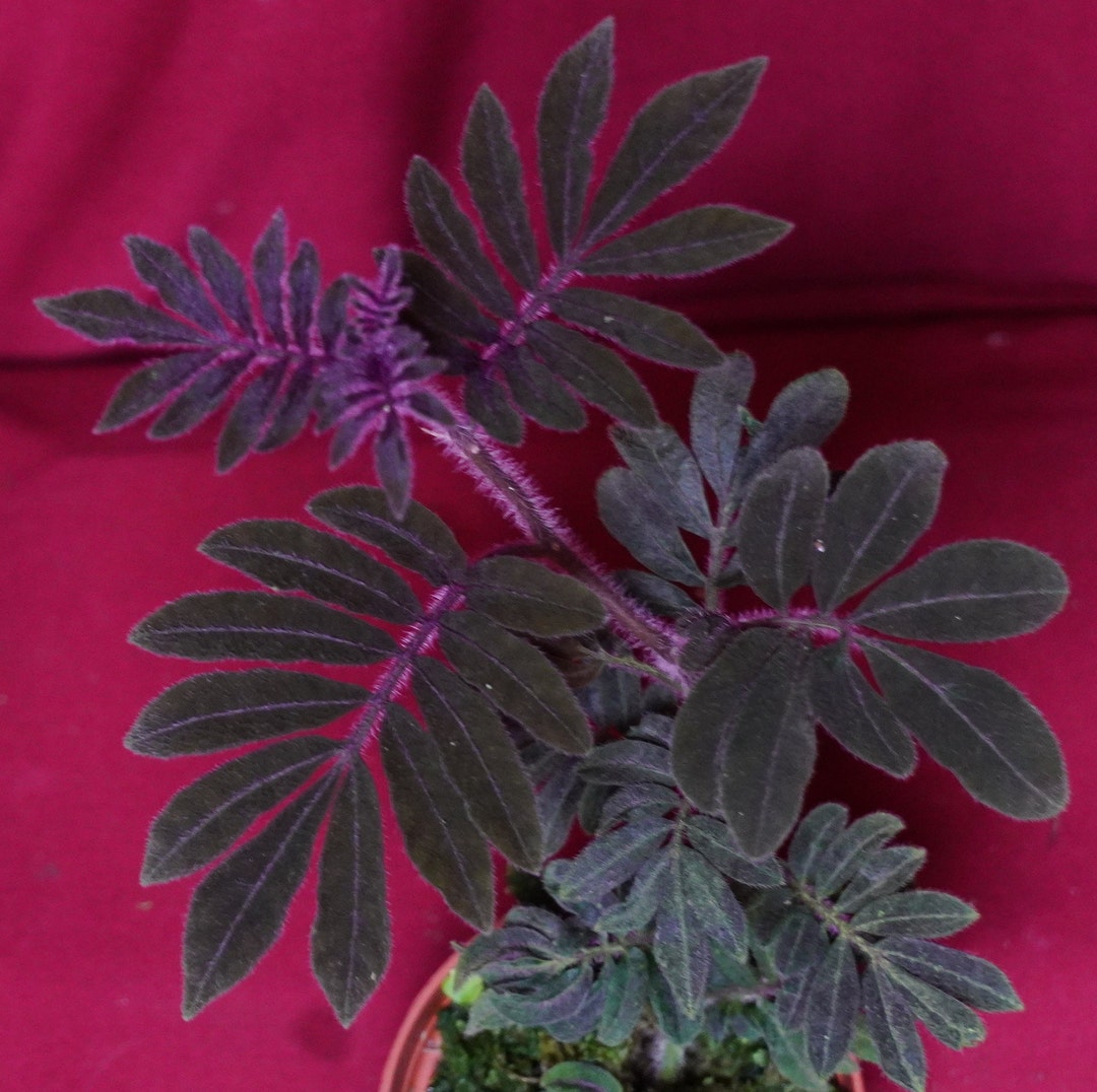 Solanum Ulearum US Grown Rare Terrarium Plant NOT TC - Etsy