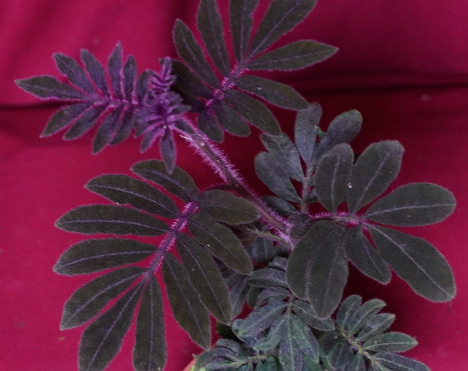 Solanum Uleanum - Etsy