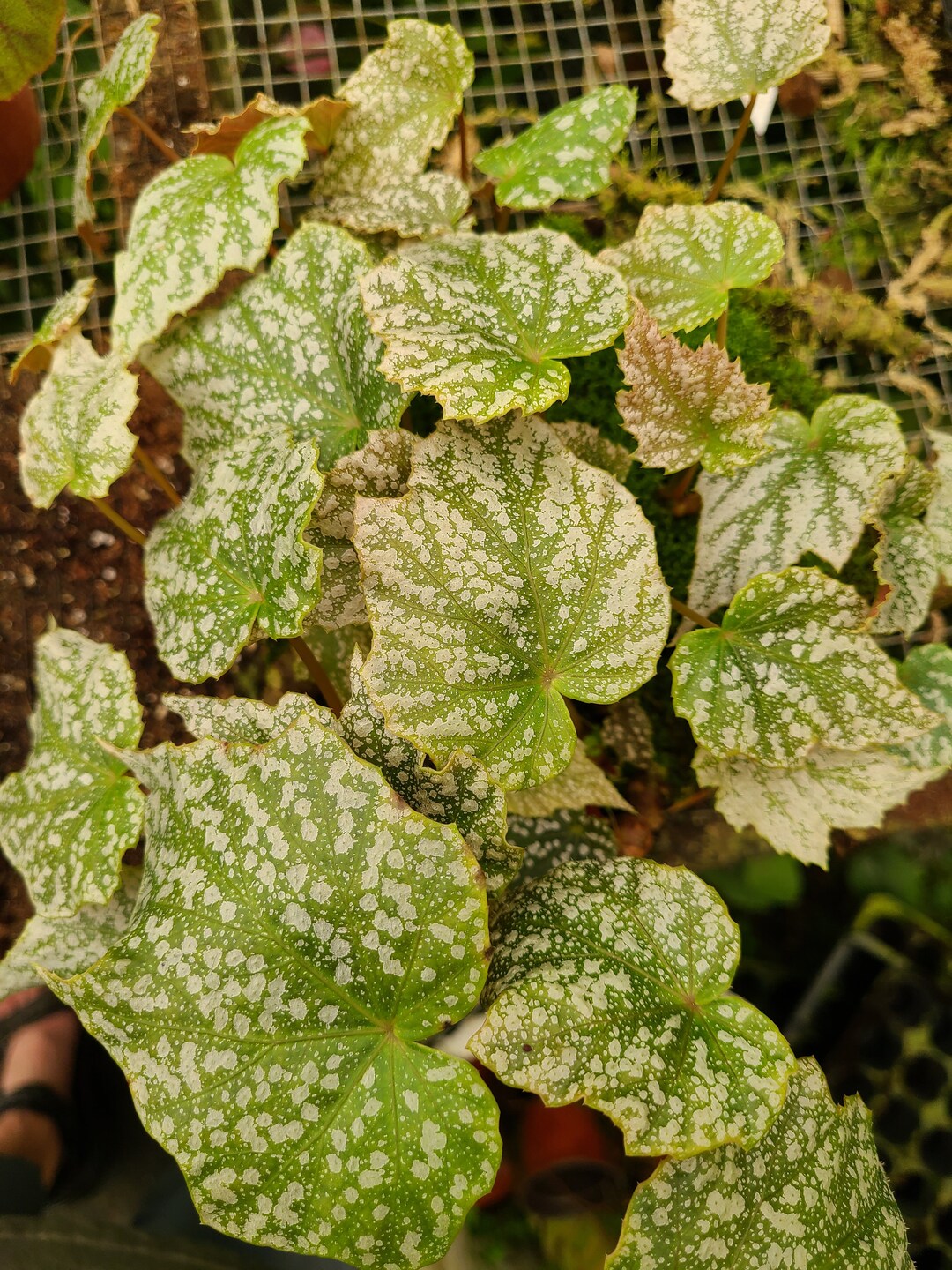 Begonia Species NOID 2 Pot Rare Plant NOT TC - Etsy