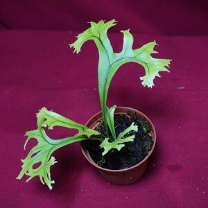 Microsorum Crested Dragon Whisker Rare Fern NOT TC - Etsy