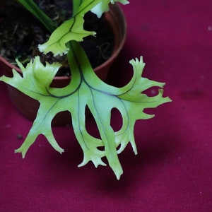 Microsorum Crested Dragon Whisker Rare Fern NOT TC - Etsy
