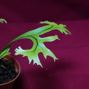 Microsorum Crested Dragon Whisker Rare Fern NOT TC - Etsy