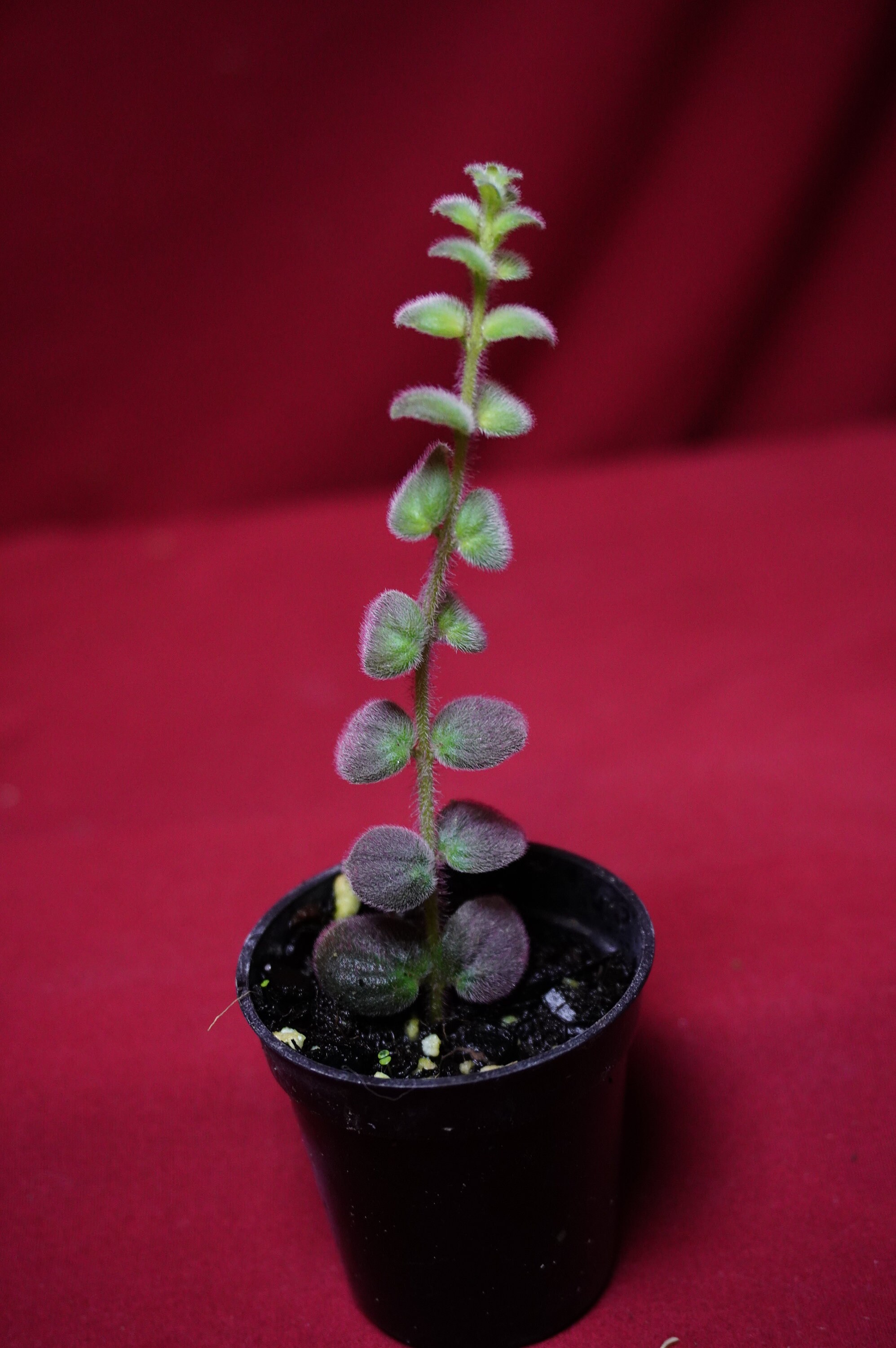 Columnea Gloriosa Wild Type Rare Gesneriad NOT TC - Etsy