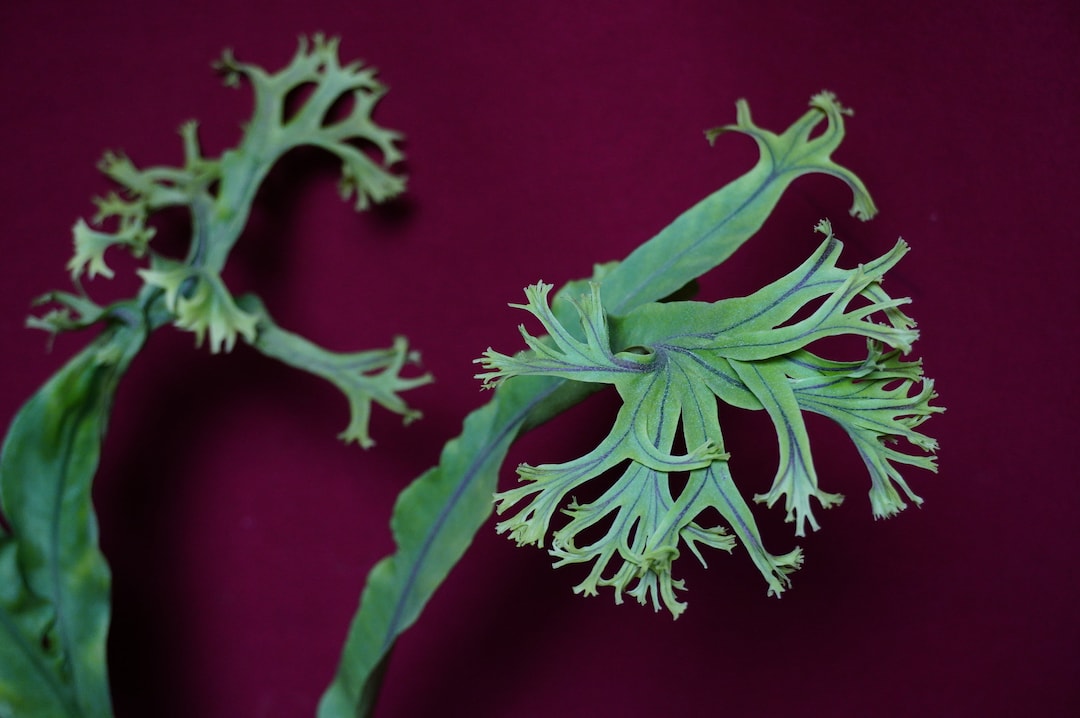 Microsorum Crested Dragon Whisker Large Rare Fern NOT TC - Etsy