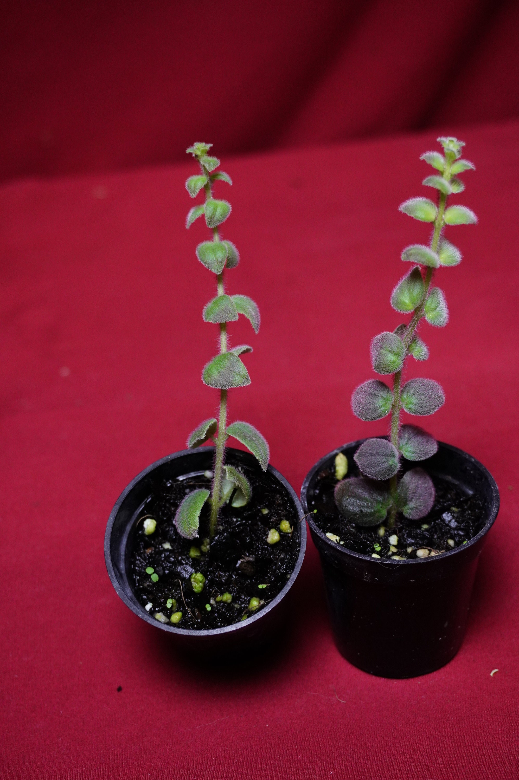Columnea Gloriosa Wild Type Rare Gesneriad NOT TC - Etsy