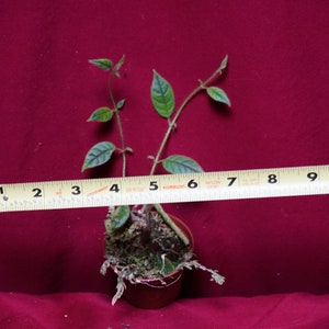 Columnea Minor Rare Gesneriad NOT TC - Etsy