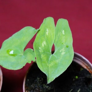 Ulearum Donburnsii Rare Aroid Plant US Grown NOT TC - Etsy