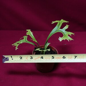 Microsorum Crested Dragon Whisker Rare Fern - Etsy