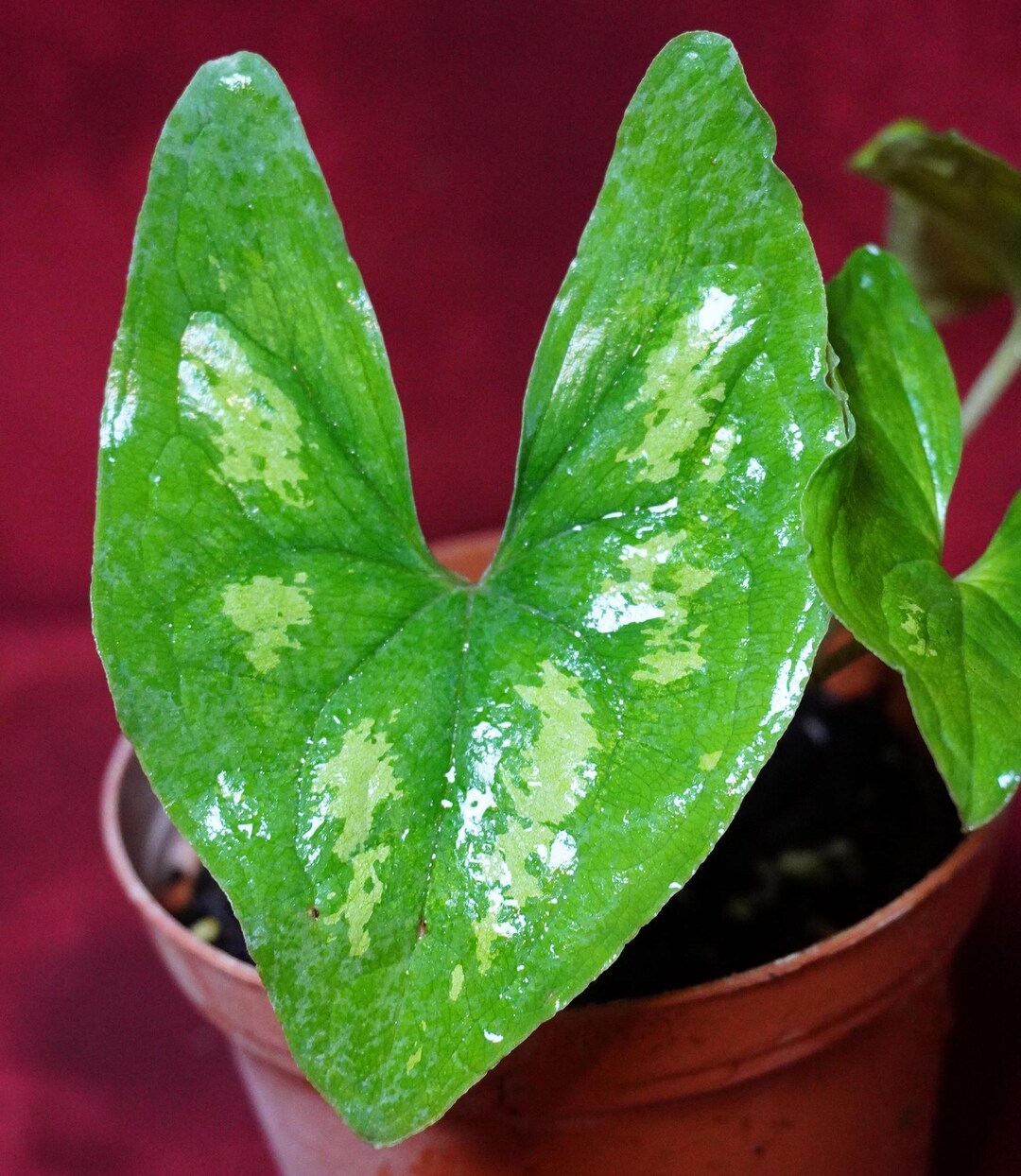 Ulearum Donburnsii Rare Aroid Plant US Grown NOT TC - Etsy