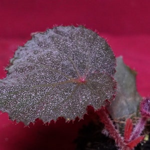 Begonia U485 US Grown Rare Plant NOT TC - Etsy