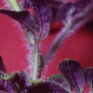 Solanum Ulearum US Grown Rare Terrarium Plant NOT TC - Etsy